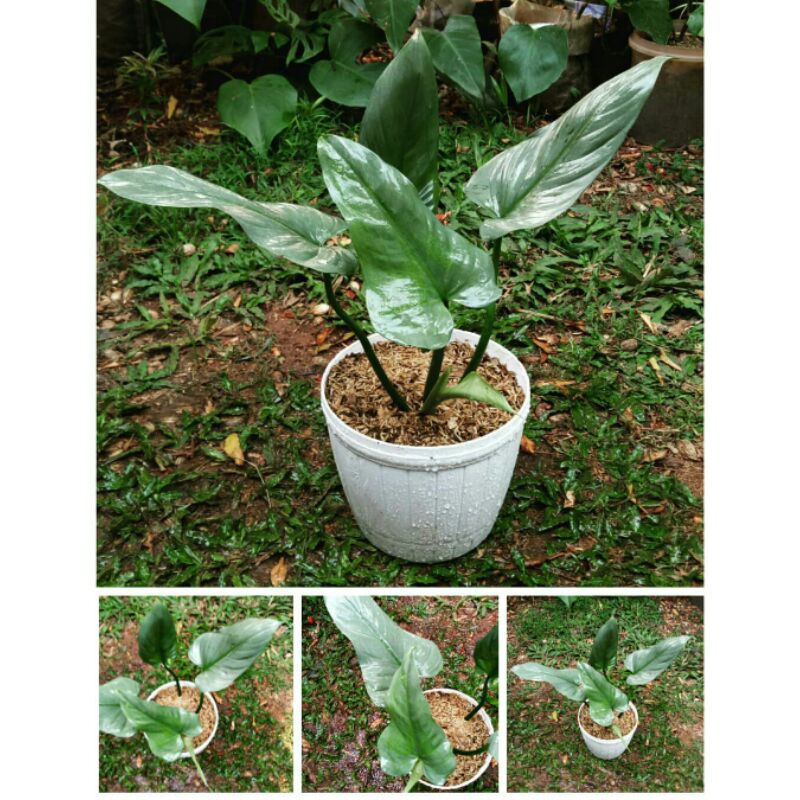 Jual philodendron silver sword aka philo hastatum type A | Shopee Indonesia