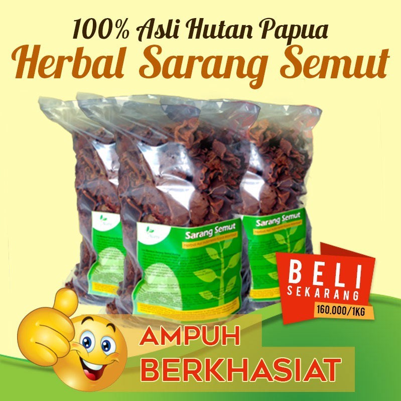 Jual Sarang Semut Papua Original 100% | Papua Asli | Obat Herbal ...
