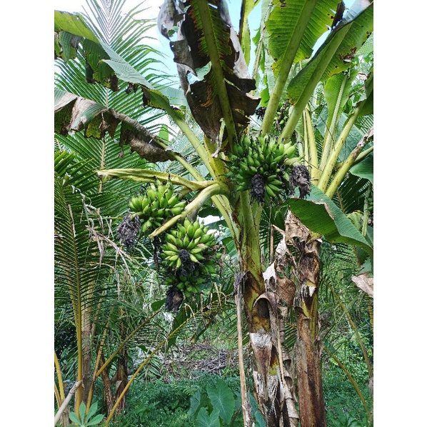 Jual pisang bertandan banyAk 2 - 6 tandan dlm 1 pohon | Shopee Indonesia