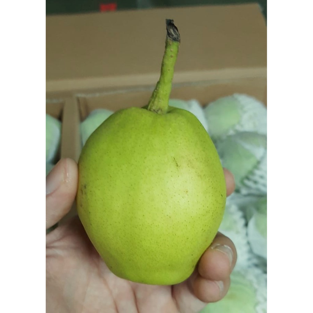 Jual Pear Xiang Lie per Dus (per pack 6 kg) | Shopee Indonesia
