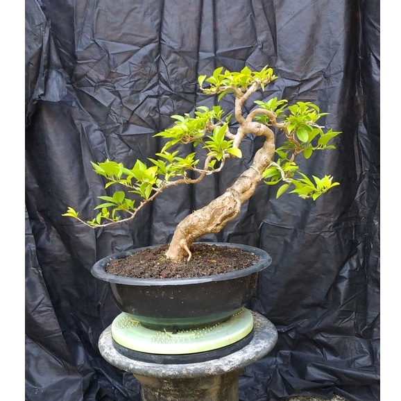 Jual Pohon Bonsai Bougenvile Mikro Bunga Ungu Shopee Indonesia