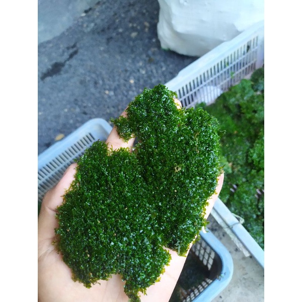 Jual Ricardia moss , mos ricardia ukuran 25x20cm | Shopee Indonesia