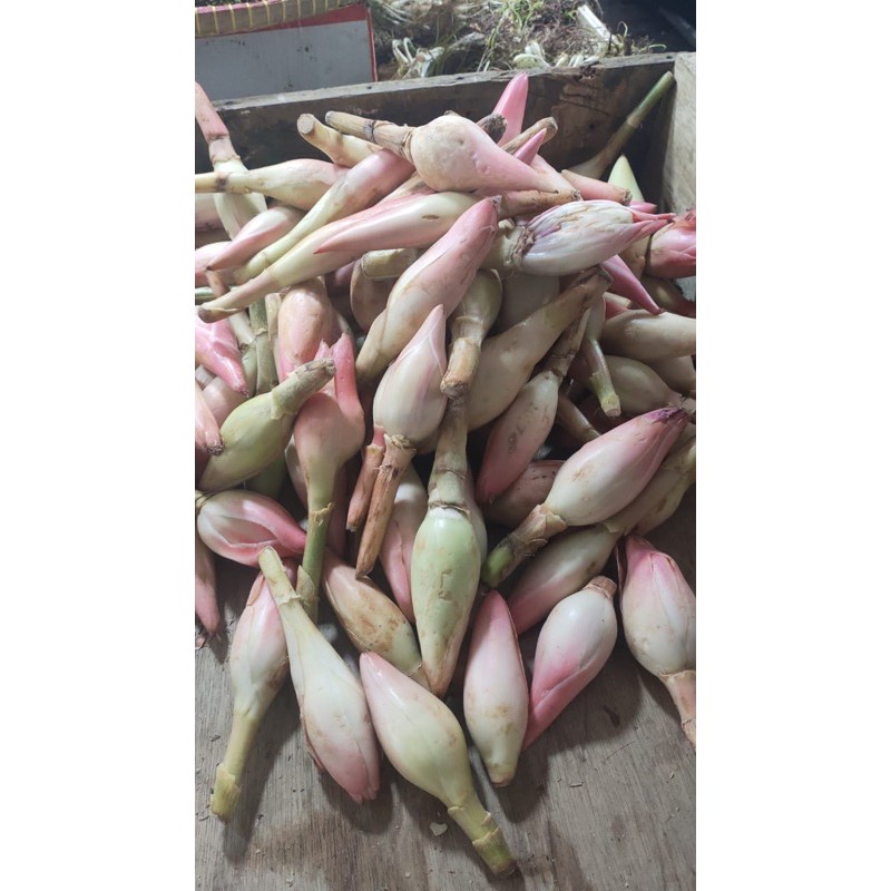 Jual Kecombrang/Kencong 500gr | Shopee Indonesia