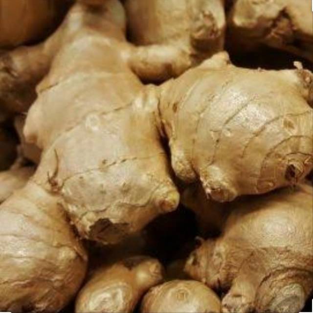 Jual JAHE SEGAR/ JAHE GAJAH SEGAR/ JAHE PUTIH BERAT 250g | Shopee Indonesia