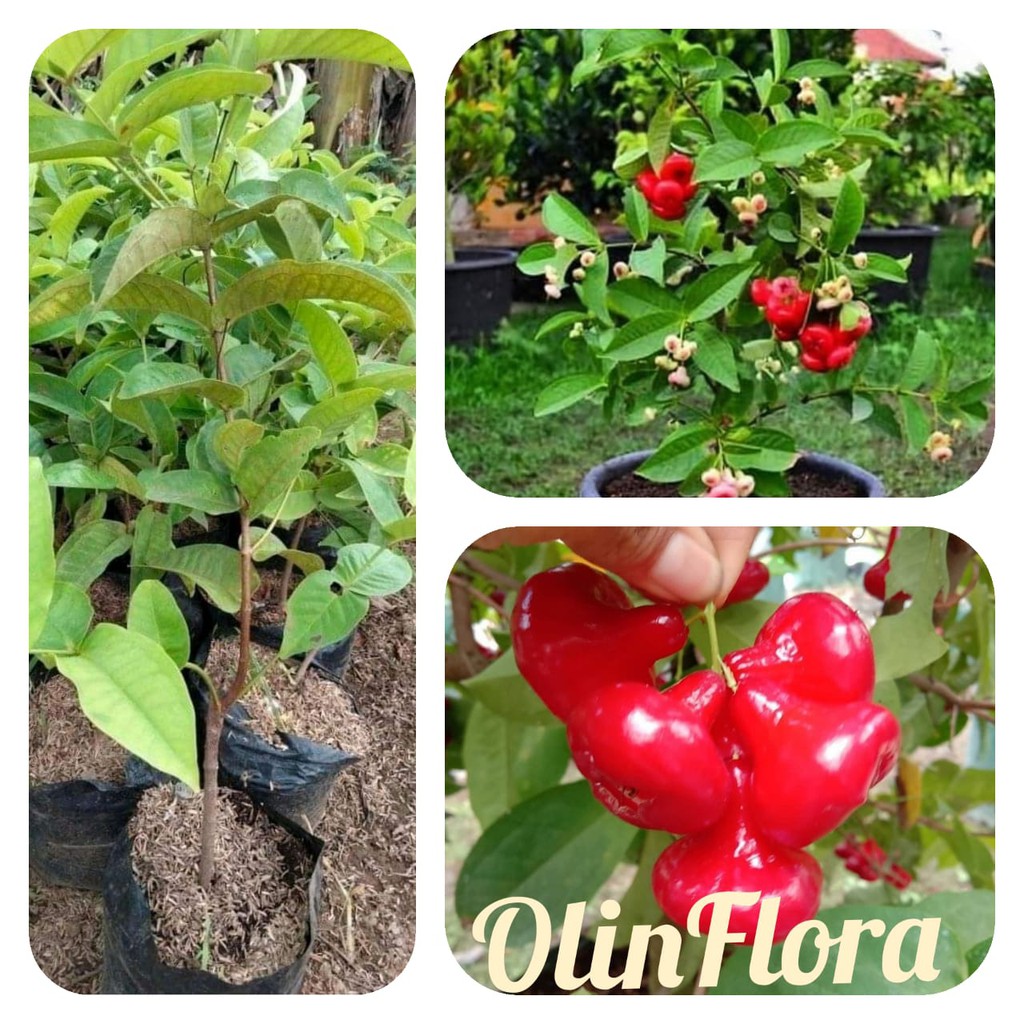 Jual Bibit jambu air kancing okulasi bisa di tanam di pot | Shopee ...
