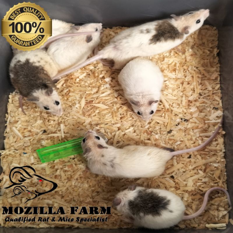 Jual Tikus Putih ASF Rat / African Soft Fur Rat Size XXL ( 71-90 Gram ...