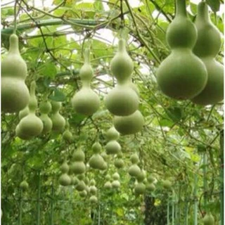 Jual Labu Cina Terlengkap & Harga Terbaru September 2024 | Shopee Indonesia