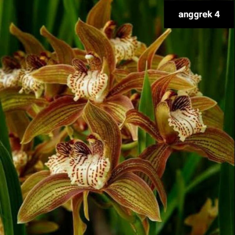 Jual tanaman hias Anggrek tanah bunga coklat/pohon angrek/tanaman hidup ...