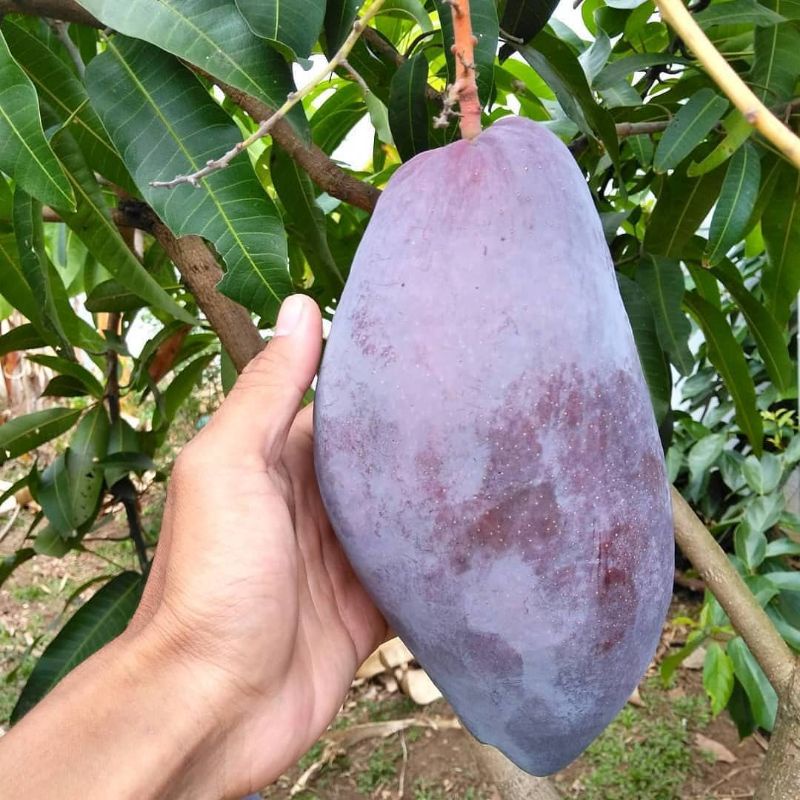 Jual bibit mangga red emperor unggulan | Shopee Indonesia