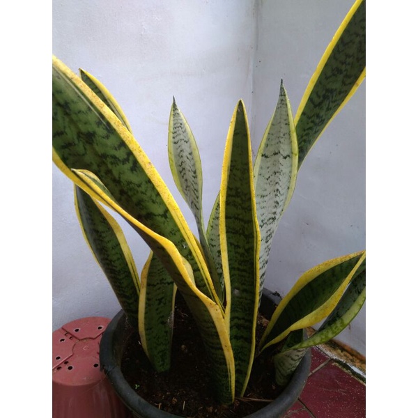 Jual Sansivera Sensivera/Lidah mertua kuning per tunas | Shopee Indonesia