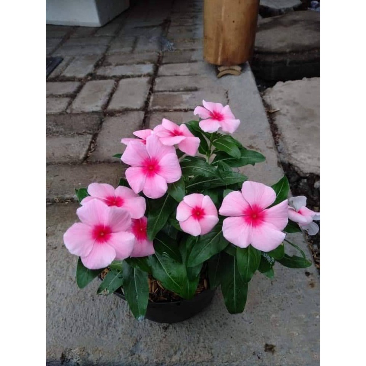 Jual Tanaman Hias Bunga Vinca - Tapak Dara - Periwinkle - Sudah ...