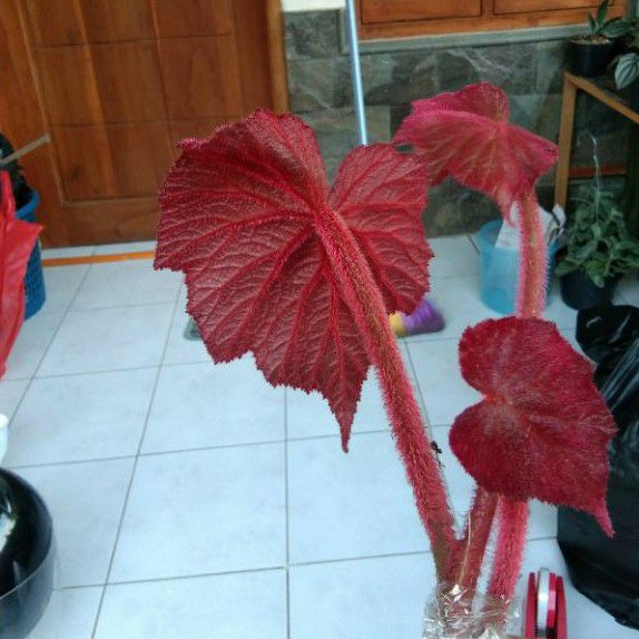 Jual Begonia Red Heart | Shopee Indonesia