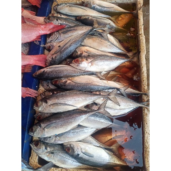 Jual ikan basah ikan Tengkek 1 kg Fresh. | Shopee Indonesia