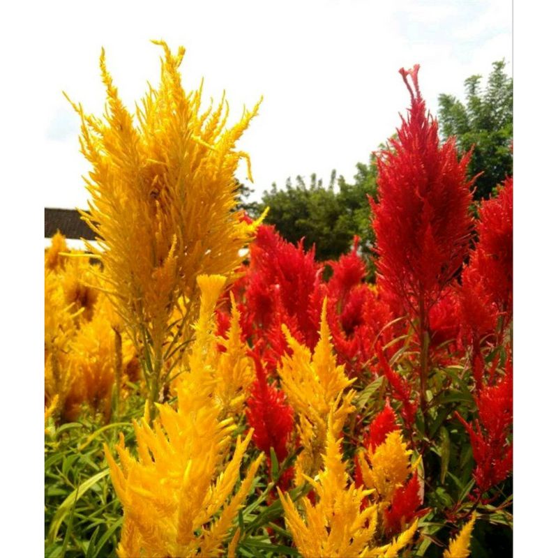 Jual 100 Biji benih bunga jengger ayam | bunga celosia | Shopee Indonesia