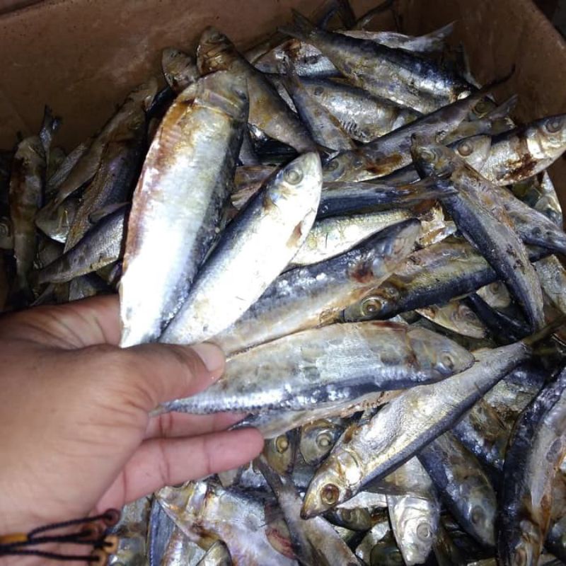 Jual ikan tanjan Harga Terbaik & Termurah Oktober 2023 | Shopee Indonesia