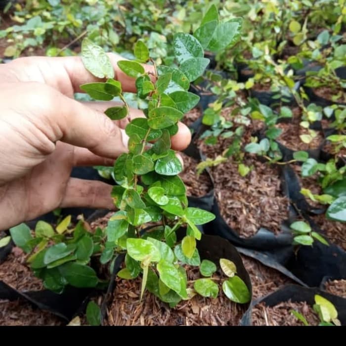 Jual tanaman hias rambat dolar kecil | Shopee Indonesia