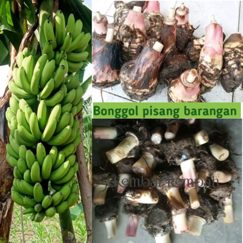 Jual Bibit bonggol pisang barangan original TERBAIK UNGGUL | Shopee ...