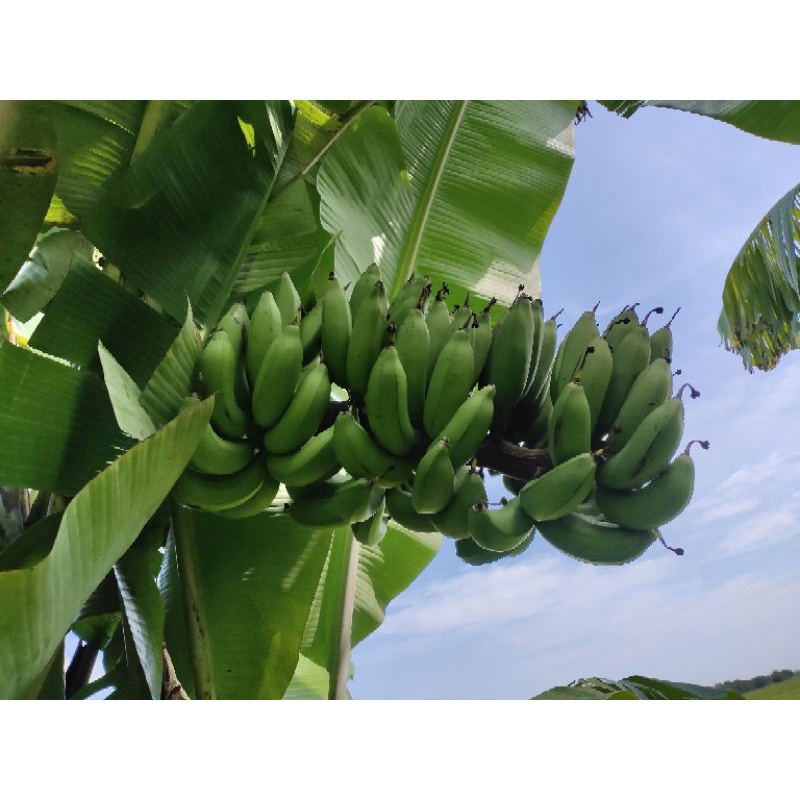 Jual Bibit pisang bangkawulu / janten / ketip terigu / lilin / ketan ...