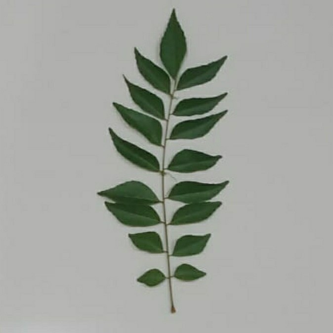 Jual DAUN KARI SEGAR SETANGKAI | Shopee Indonesia