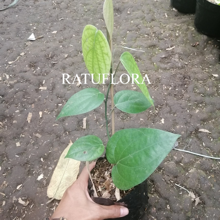 Jual tanaman herbal - tanaman lada perdu - pohon merica - Piper nigrum ...