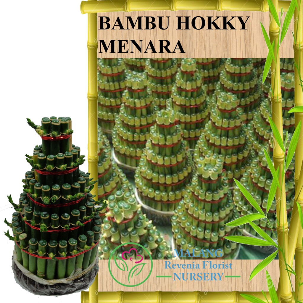 Jual Tanaman Bambu Hokky Menara | Shopee Indonesia