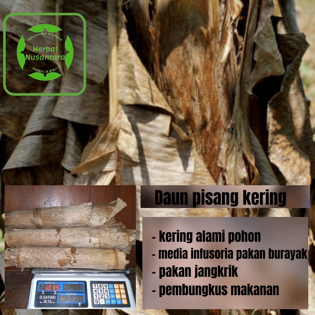 Jual KUKURING 1kg daun pisang kering alami - media infusoria pakan ...
