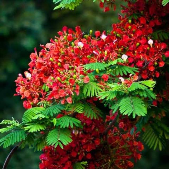 Jual Bibit pohon flamboyan bunga merah - tanaman hias merak | Shopee ...
