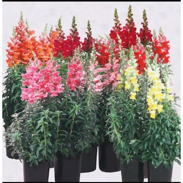Jual Benih-Bibit Bunga Snapdragon Tetra Mix (Haira Seed) | Shopee Indonesia