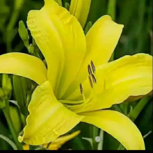 Jual Tanaman Anggrek Tanah Kuning | Shopee Indonesia