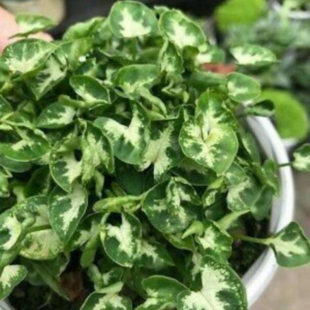 Jual Tanaman hias bunga keladi mini syngonium pixie (syngonium ...