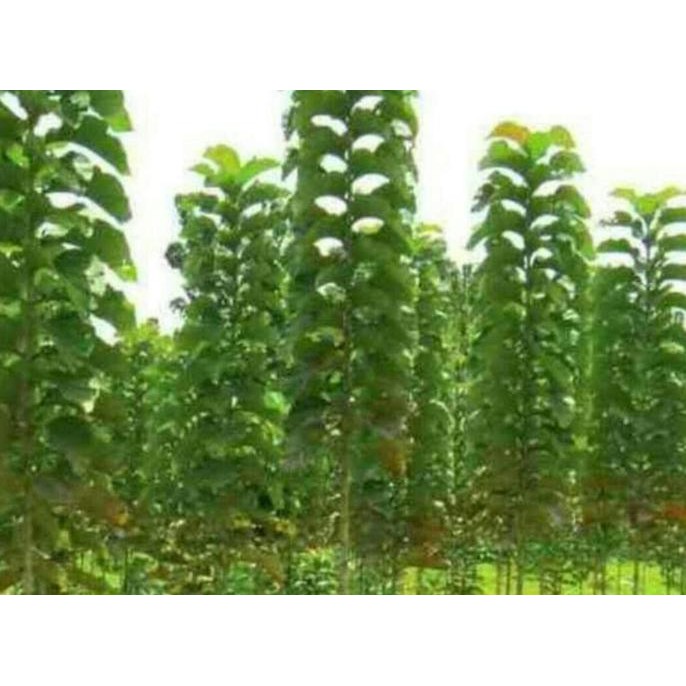 Jual BIBIT BENIH TANAMAN UNGGUL 5 ONS BENIH BIJI POHON JATI MAS SUPER ...