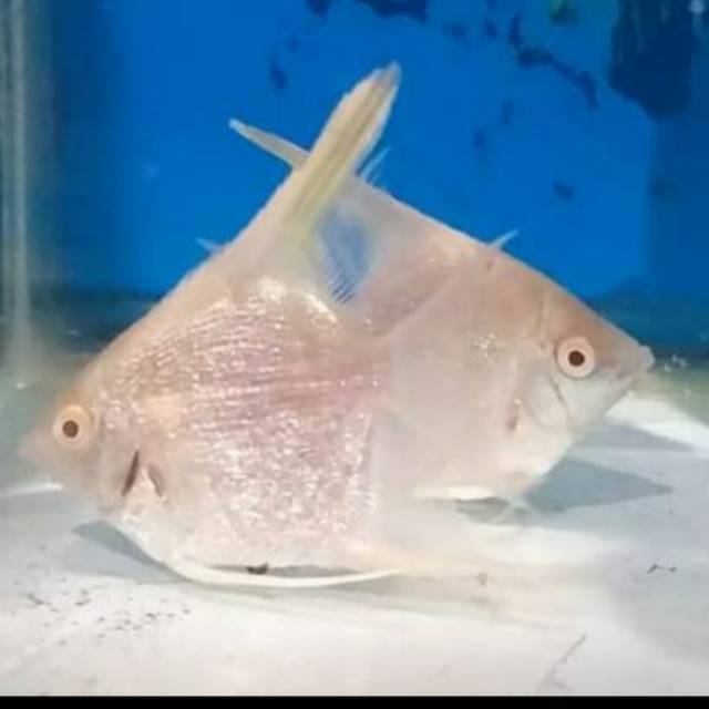 Jual Manfish Red Eye +/- 6cm | Shopee Indonesia