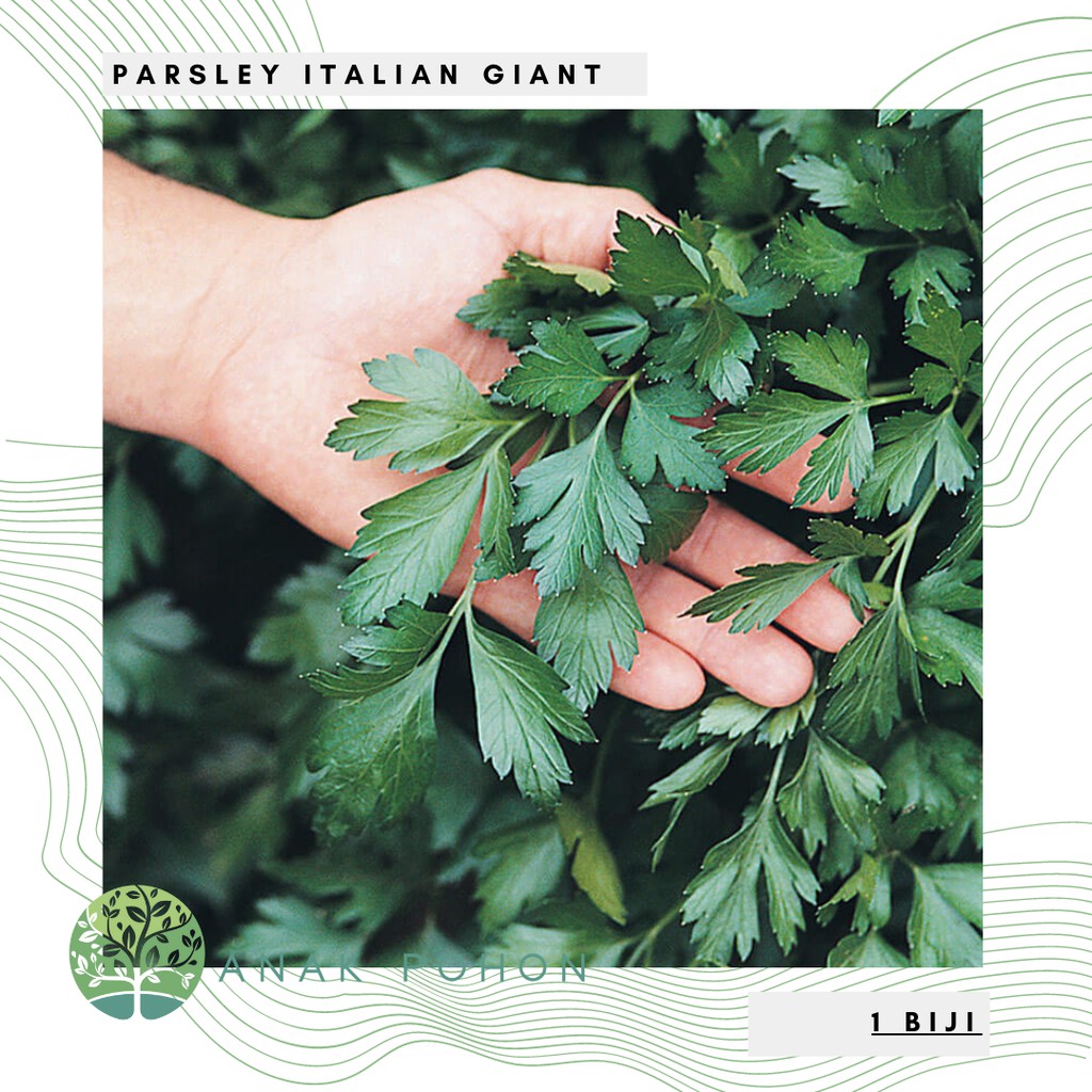 Jual Benih Bibit Biji - Parsley Italian Giant Herb Seeds - IMPORT ...