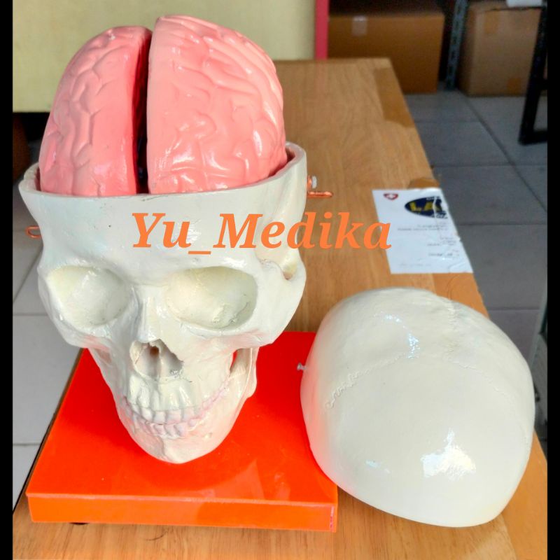 Jual Model Kepala Tengkorak dan Otak disertai Tatakan |Alat Peraga ...