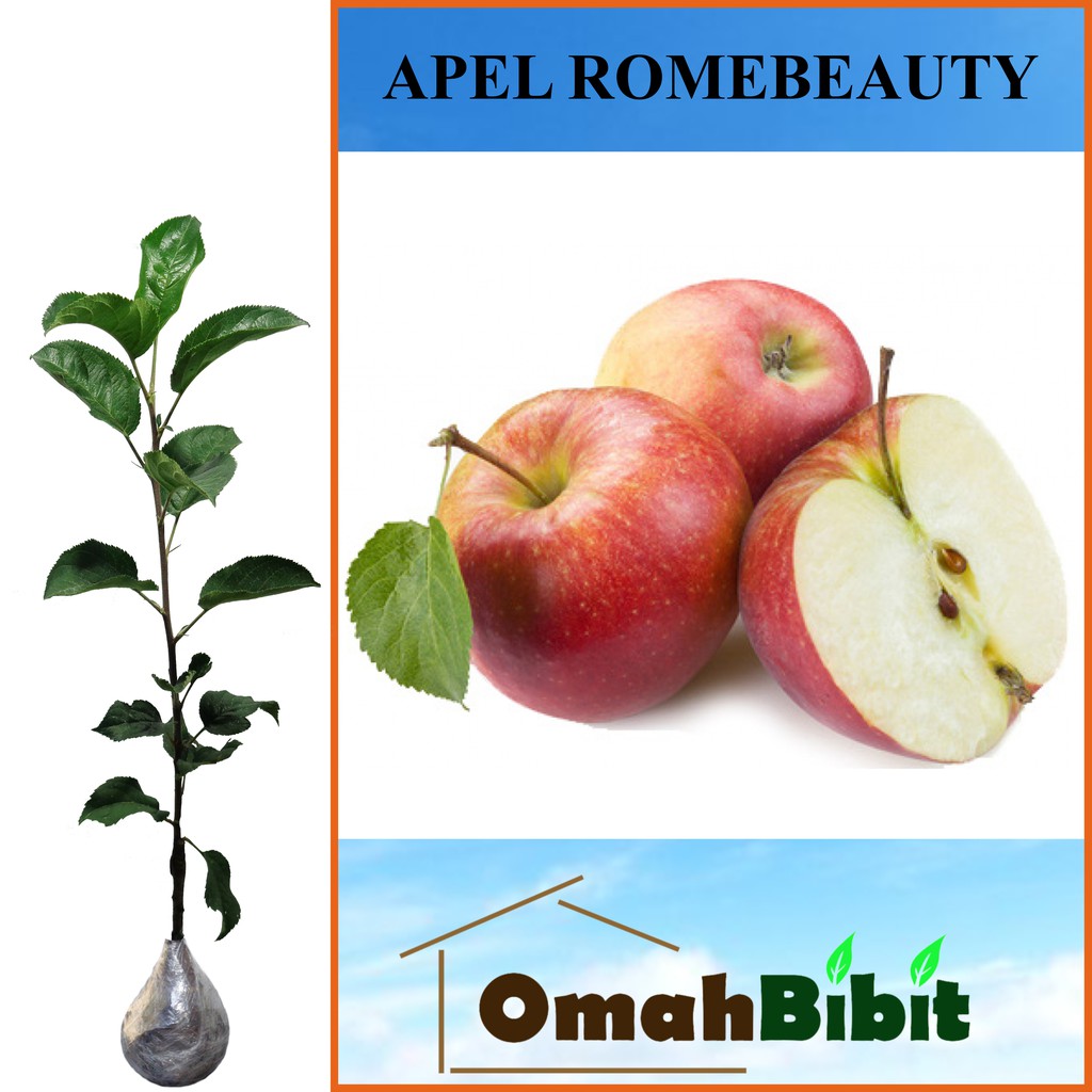 Jual Tanaman Apel Rome Beauty (Tinggi 40-60 cm) | Shopee Indonesia