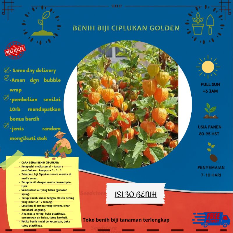 Jual 60 Benih - biji ciplukan golden | Shopee Indonesia