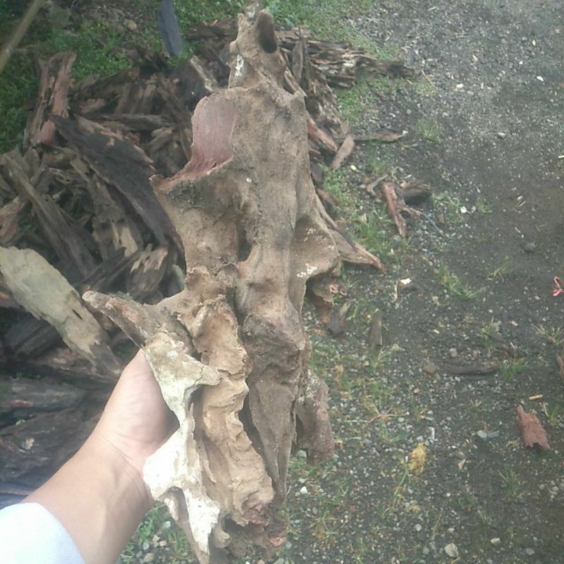 Jual kayu rentek M | Shopee Indonesia