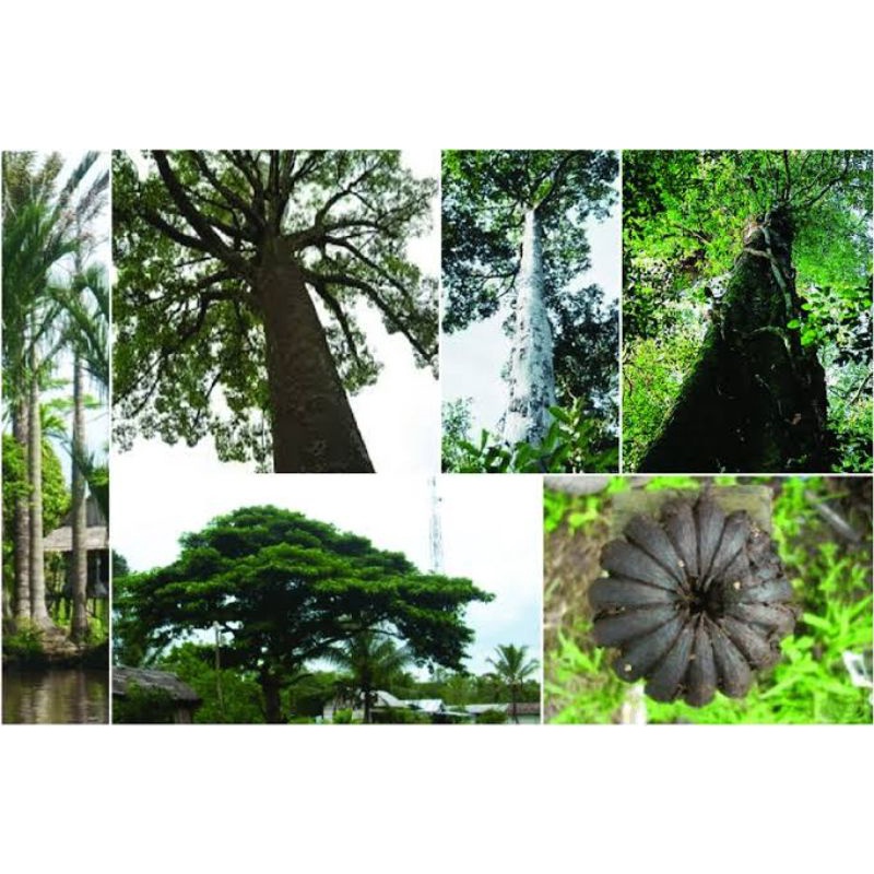 Jual benih pohon kalpataru | Shopee Indonesia