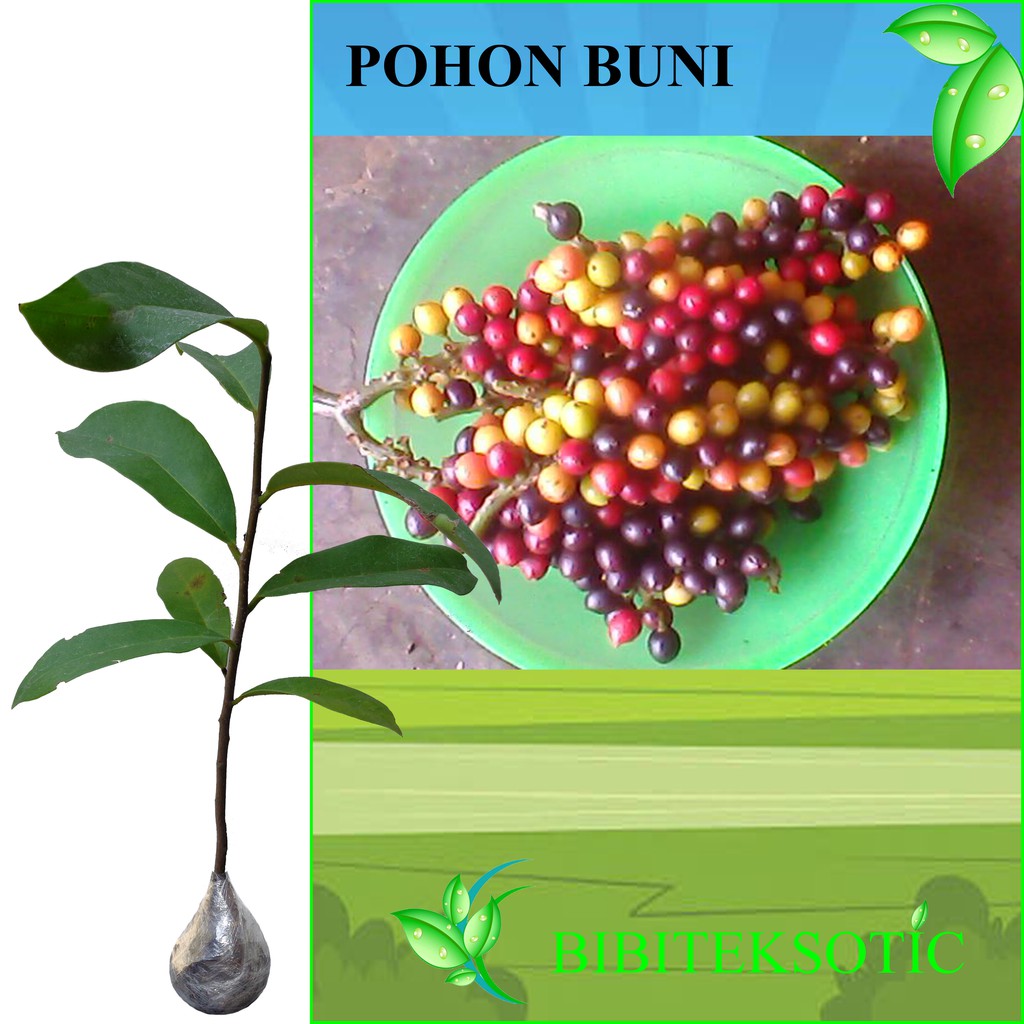 Jual Tanaman Buah Buni (Tinggi 40-60 cm) | Shopee Indonesia