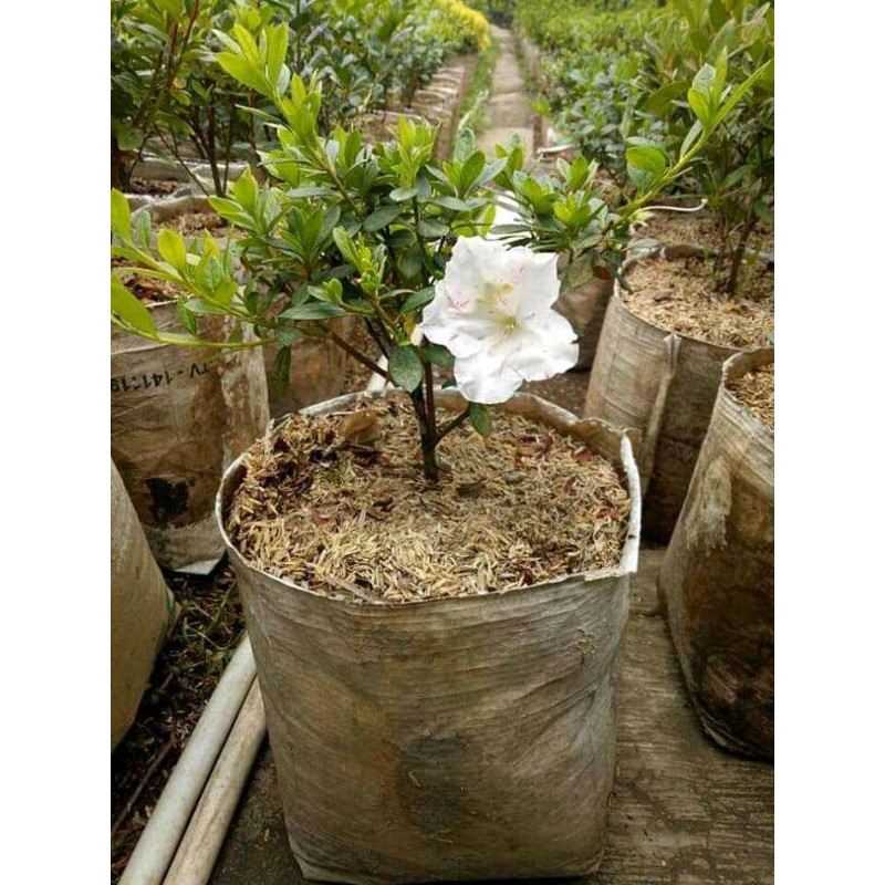 Jual Azalea bunga putih | Shopee Indonesia