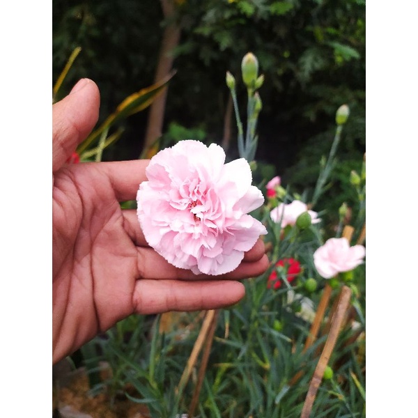 Jual tanaman anyelir carnetion( merah, pink, peach, putih) | Shopee ...