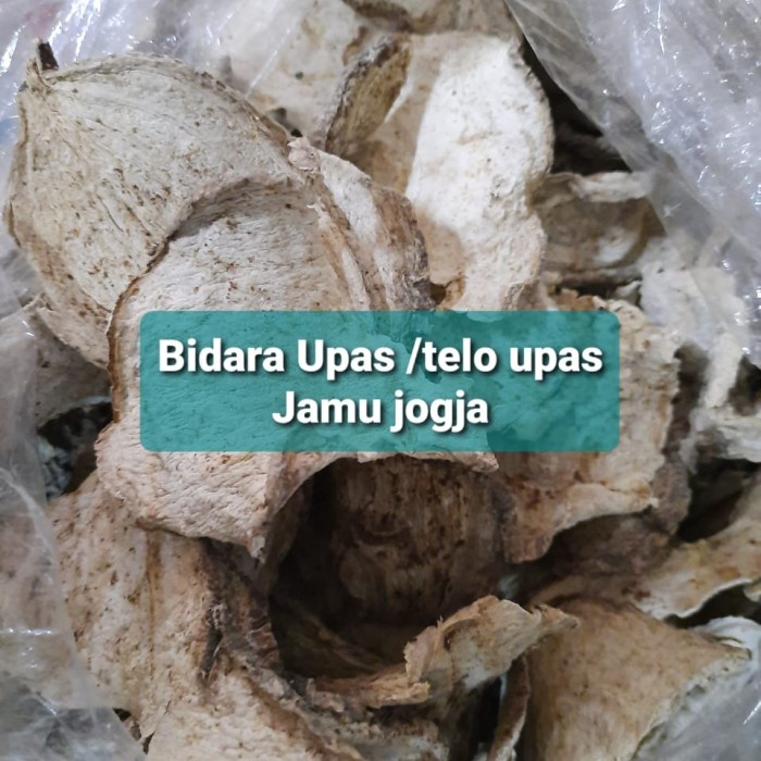 Jual New Bidara Upas Kering 1 kg | Shopee Indonesia