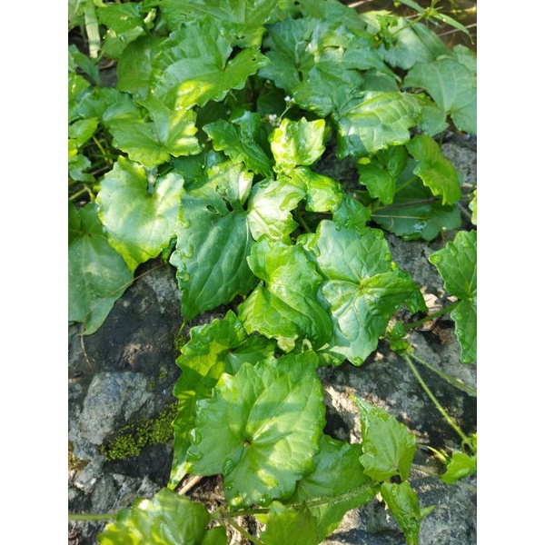 Jual Daun sembung rambat segar per 1 kg | Shopee Indonesia