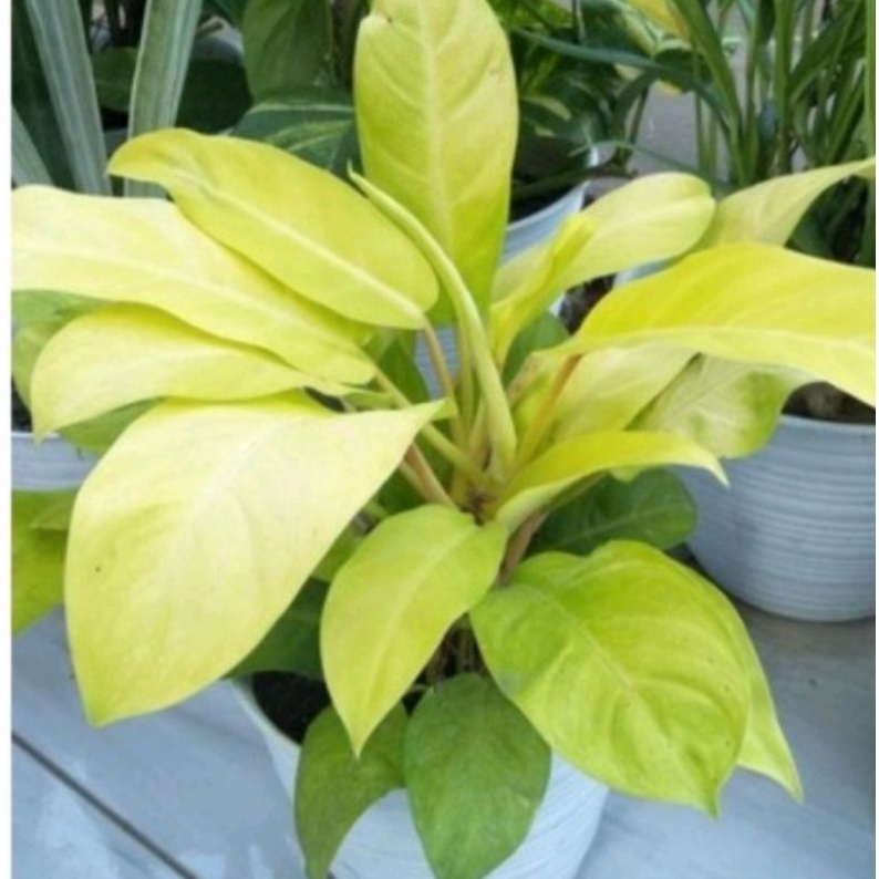 Jual Tanaman Phillo Lemon jenis merambat daun kuning | Shopee Indonesia