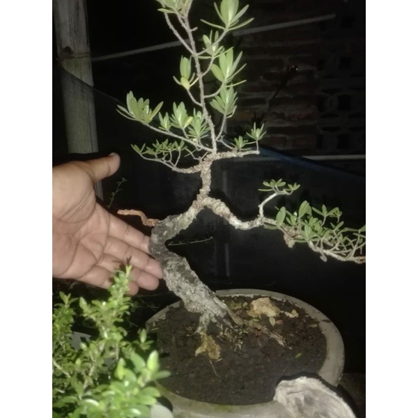 Jual santigi karang | Shopee Indonesia