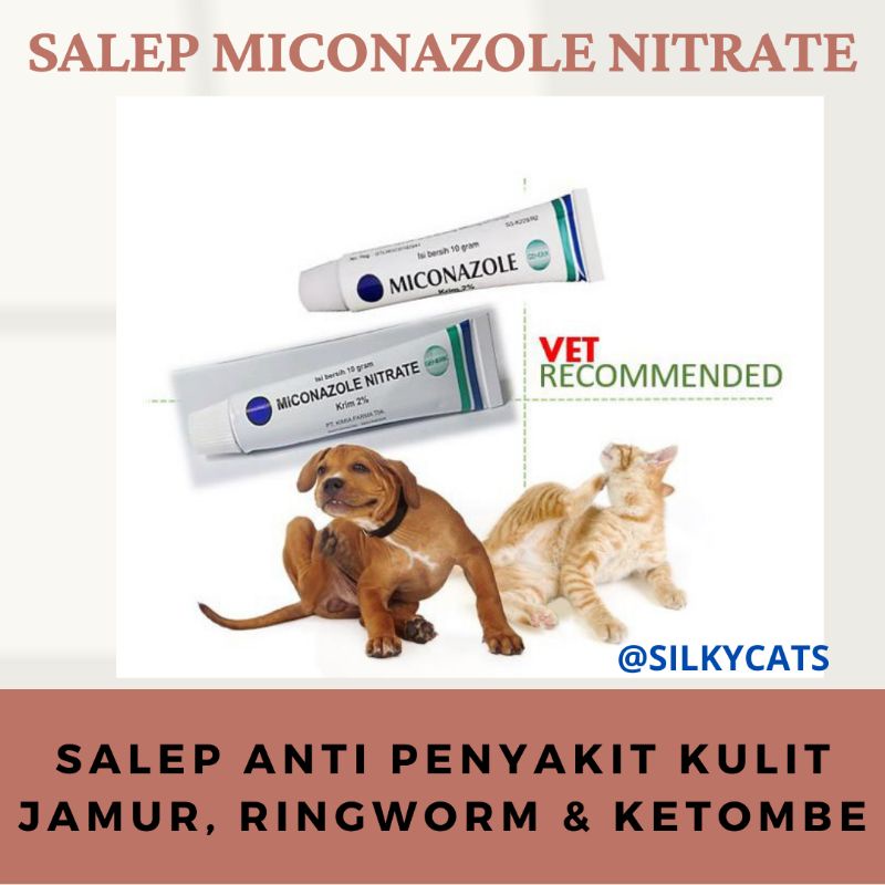 Jual Salep miconazole ASLI nitrate anti penyakit kulit jamur, ringworm ...