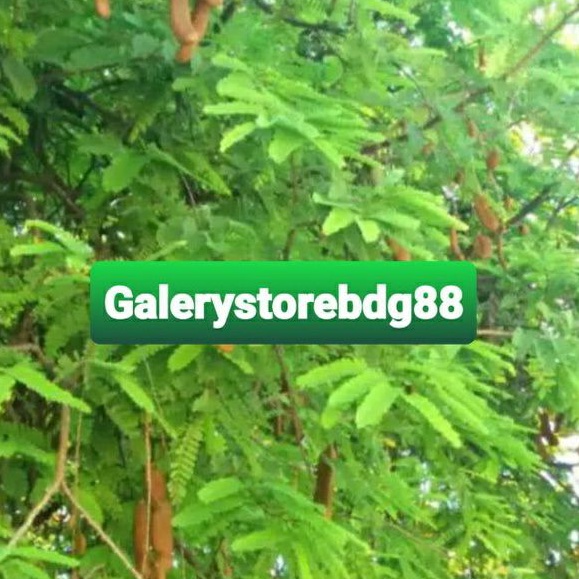 Jual Daun asam jawa segar 500 gram petik langsung | Shopee Indonesia