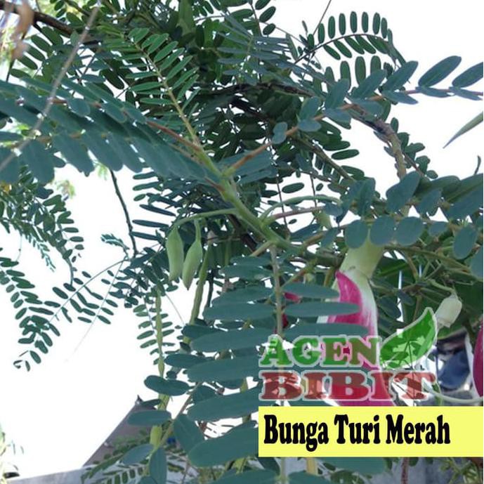 Jual Anjai Bibit Tanaman Bunga Turi Merah - Kembang Hias Outdoor Dan ...