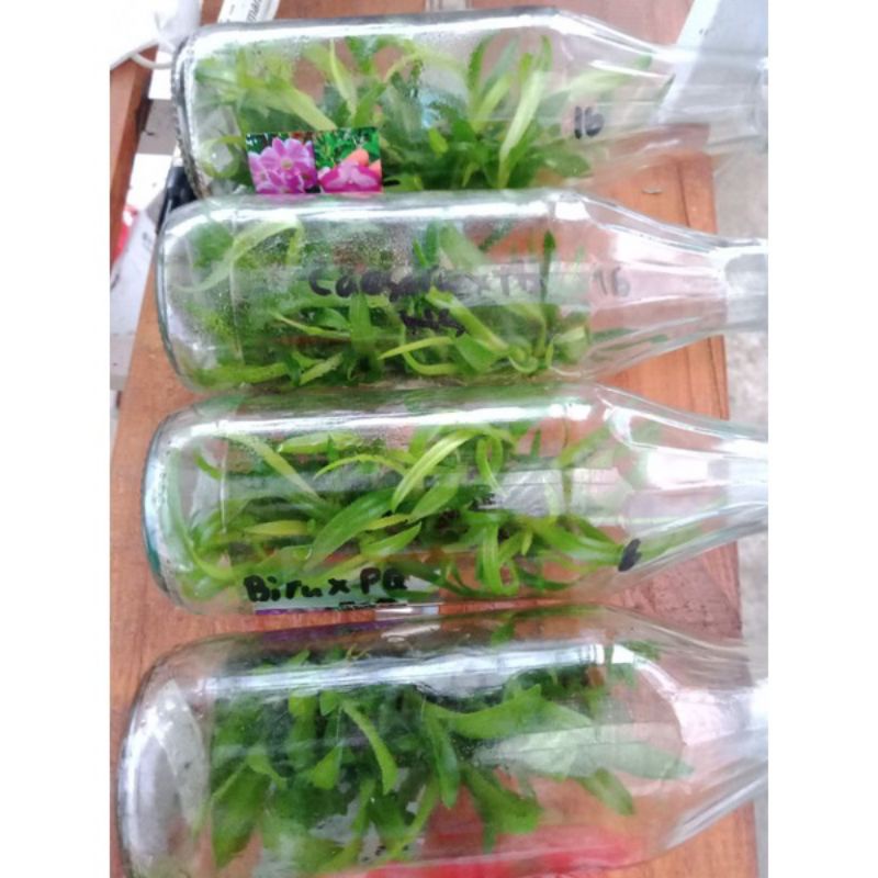 Jual anggrek Den. Botolan Keriting | Shopee Indonesia