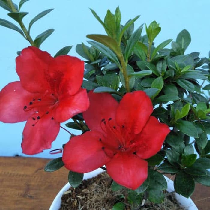 Jual tanaman hias azalea bunga merah - azalea red bird | Jenis tanaman ...